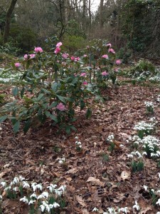 The Winter Garden | The Lexham Estate