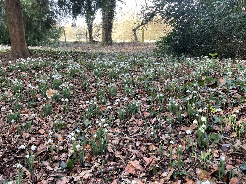 The Winter Garden | The Lexham Estate