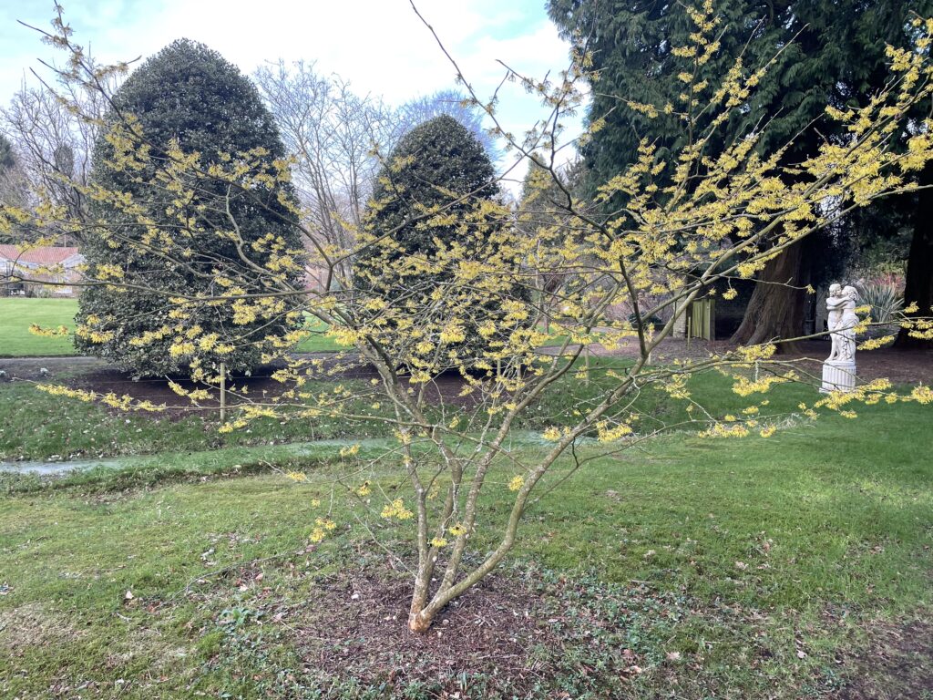 The Winter Garden | The Lexham Estate